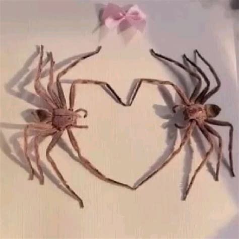 Cute Spider And Cat Spider With Hearts Two Spiders Making A Heart