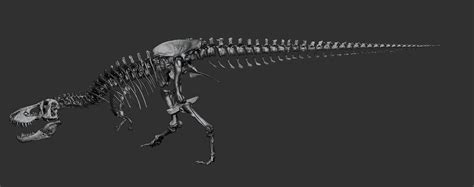 Adult Tyrannosaurus Skeleton 3d Model Cgtrader