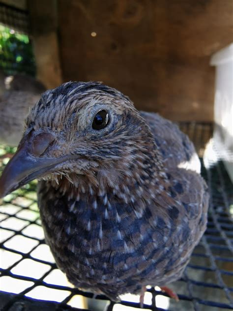 Hello Can Anyone Enlighten Me On My Quail Sex Pls Rquails