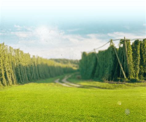 Dester Beer You Deserve A Dester