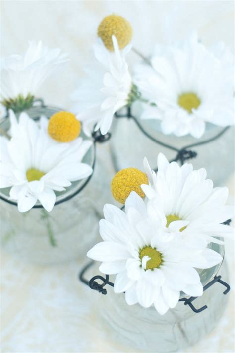 Yellow Billy Balls And Daisies