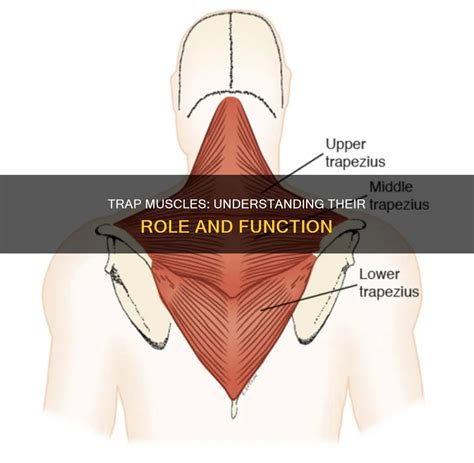 Trap Muscles Understanding Their Role And Function Cyvigor