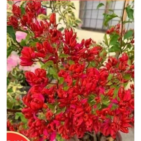 Jual Murah Banget Bunga Bougenville Id Chinese Sleeping Beauty Csb Bibit Ori Bunga Kertas