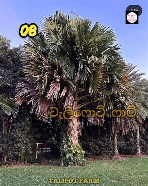 ලෝකයේ විශාලම පත්‍ර සහිත ශාක 10 Top 10 Largest Plant Leaves Youtube
