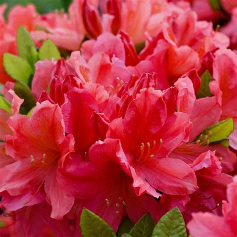 National Plant Network 3 Gal Azalea Massasoit Hd1839 The Home Depot