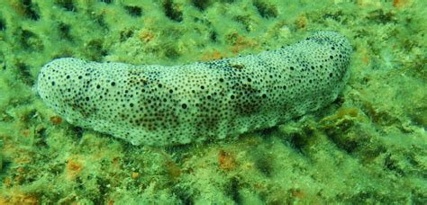 Sea Cucumbers Are Beneficial To The Marine Environment Marine Life