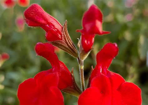 Red Salvia Perennial