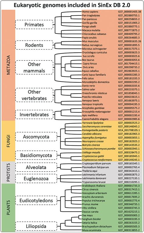 Sinex Db 2 0 Update 2020 Database For Eukaryotic Single Exon Coding Sequences Pmc