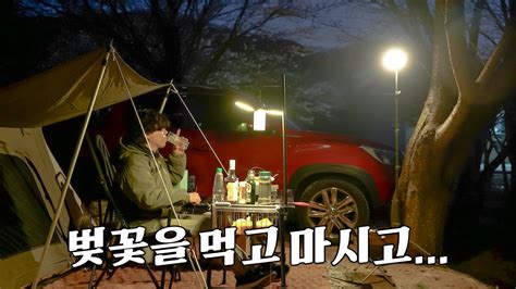 이게 진짜 벚꽃 캠핑이죠 벚꽃 아래서 벚꽃을 먹고 벚꽃을 마시고 그래도 메인은 닭다리구이 솔로캠핑 벚꽃캠핑