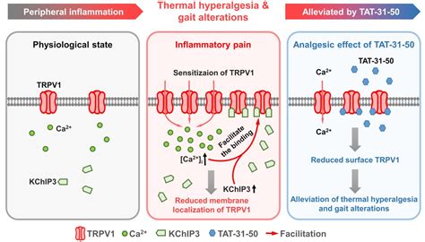 王韵课题组在《journal Of Neuroscience》发表文章，揭示钙感受蛋白kchip3一种新的作用蛋白 伤害性热感受的关键分子——ca2 通透的trpv1受体，证明kchip3的外