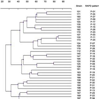 Dendrogram Generated By The Dice Coefficient And Clustering By