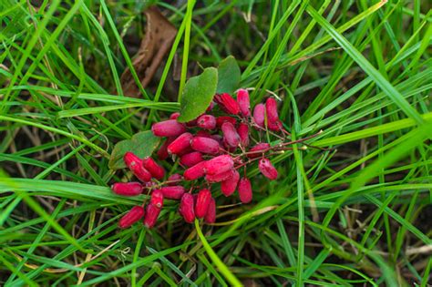 나무 테이블에 야생 매 발톱 나무의 열매에 듀 잔디에서의 열매 녹색 잔디입니다 야생 딸기입니다 우즈베키스탄 공화국 요리입니다 가시에 대한 스톡 사진 및 기타 이미지 Istock