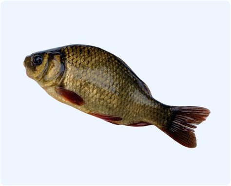 Красный карась для пруда - купить, цена - fish-city
