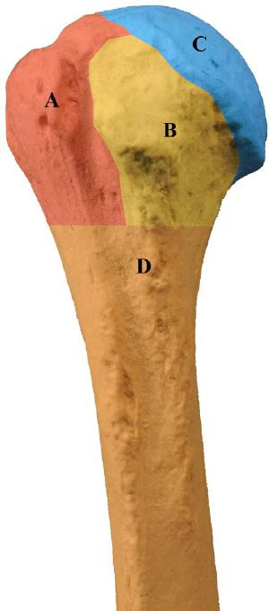 The 4 Parts Of The Proximal Humerus As Described By Codman 82 A Download Scientific Diagram