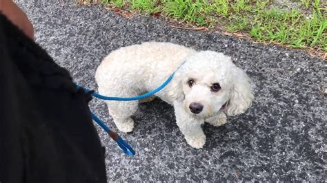 Cockapoo Walking On The Leash Stop Pulling On The Leash White Plains
