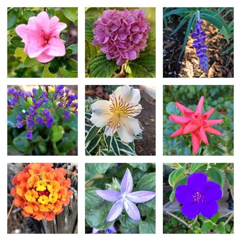 Fibonacci Sequence Flower