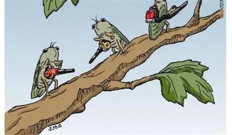 Bassling Blog Where Cicada Noise Really Comes From