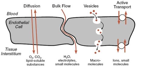 L05 Microcirculation And Lymphatics Flashcards Quizlet