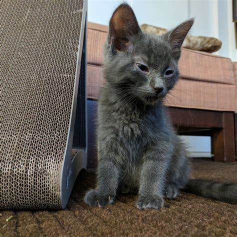 Let Me Introduce Roxie The Kitten R Aww