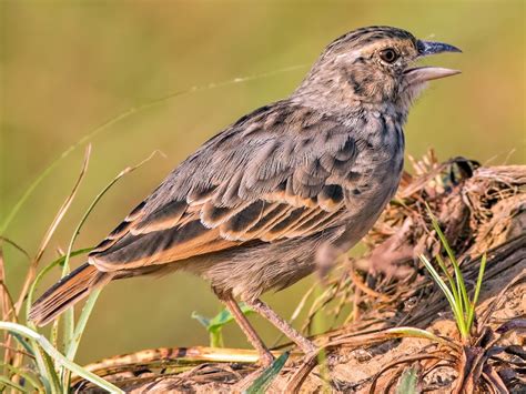 Alondra De Assam Ebird