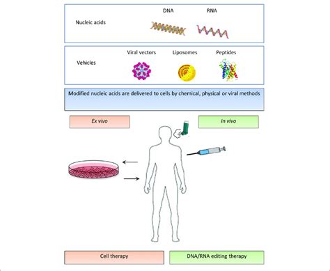 In Vivo And Ex Vivo Strategies Of Mutation Independent Approaches