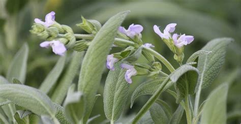 What Is Sage Planting Growing And Using The Sage Herb Gardeners