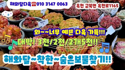 옥천해와달다육에 가성비좋은다육 집합 색감 너무좋아요 숨은보물 있어요 찾아보실께요 포크엔젤금 오로라금 홍옥등 착한다육