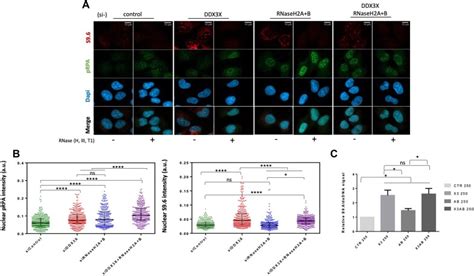 Synergistic Action Of Human Rnaseh2 And The Rna Helicase Nuclease Ddx3x Synergistic Action Of Human Rnaseh2 And The Rna Helicase Nuclease Ddx3x