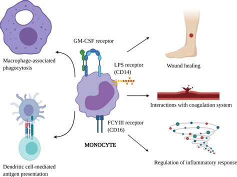 Differential Diagnosis And Workup Of Monocytosis A Systematic Approach