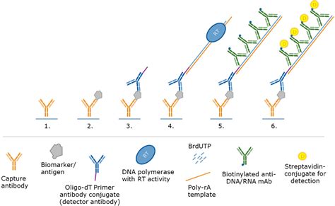 New Biomarker Detection Method For Neuroscience Researchers Cavidi