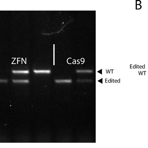 Genotyping Strategies To Confirm Correct Targeting A Representative Download Scientific