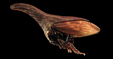 Absurd Creature Of The Week This Is An Actual Insect This Is Not A