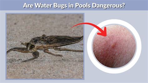 Water Bugs In Pool Causes Types And How To Get Rid Of Them