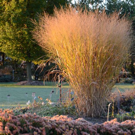 Thundercloud Switchgrass At Ha Overton Blog