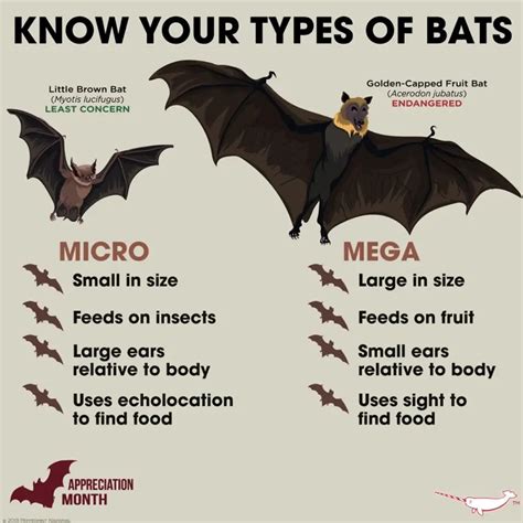 Giant Golden Crowned Flying Fox Size Comparison