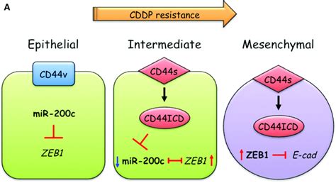 A Model Of Cd44s Mediated Emt Induction In Cddp Resistant Oral Cancer