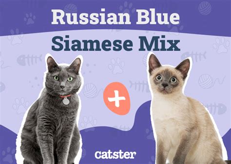 Can Cats Have Brown Eyes What Science Tells Us Catster