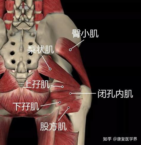省医专家联合会诊 治愈坐骨结节滑囊炎 知乎