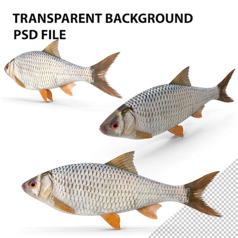 Premium Psd Roach Fish Png
