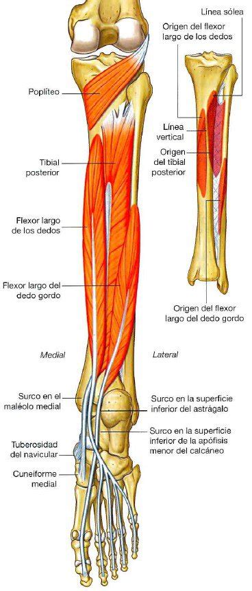 Musculos De La Pierna Anatomia Medica Anatomia Anatomia Y Images