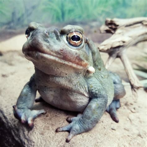 Sonoran Desert Toad At The Sonoran Desert Museum R Frogs