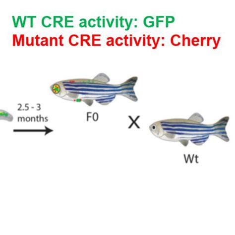 in vivo characterisation of disease associated cis regulatory variants