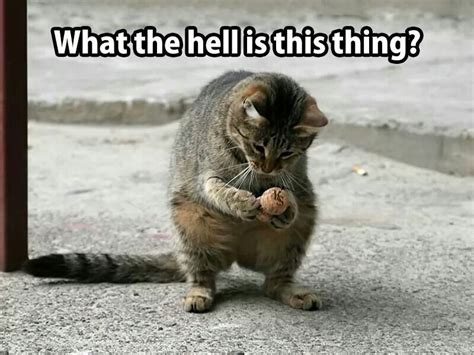 Confused Cat Meme