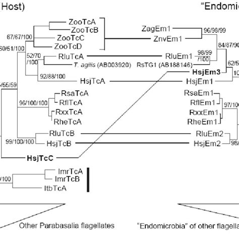 Schematic Outline Of Phylogenetic Tree Of Different Termite Families Download Scientific