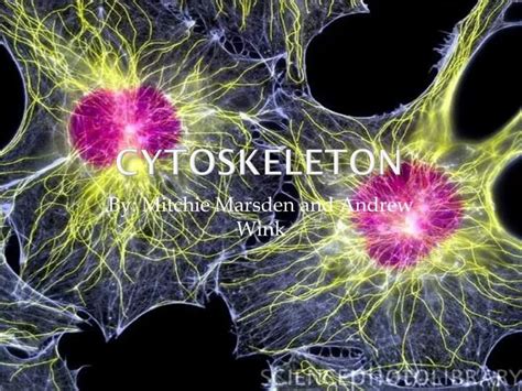 Ppt Cytoskeleton Powerpoint Presentation Free Download Id2965534