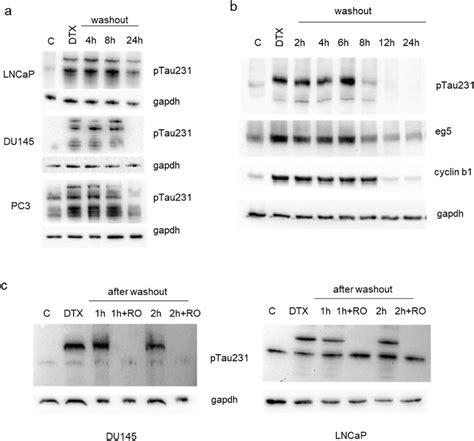 Expression Of Tau Phosphorylated At Thr231 In Pca Cells Treated With