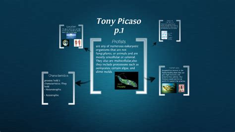 Protists Project By On Prezi Next