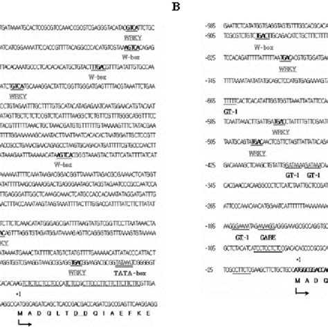 Localization Of Gus Activity According To Developmental Stages In Whole Download Scientific