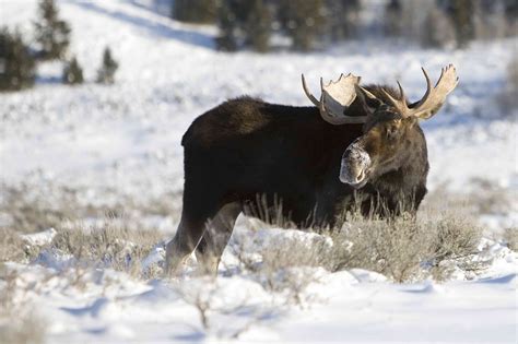 8 Marvelous Facts About Moose