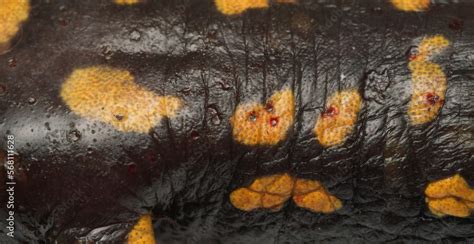 Skin Lesions Caused By Chytrid Fungus Bsal Batrachochytrium